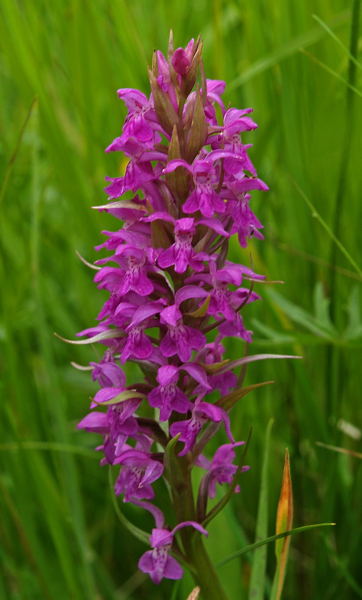 Dactylorhiza majalis, Broad-leaved Marsh-orchid